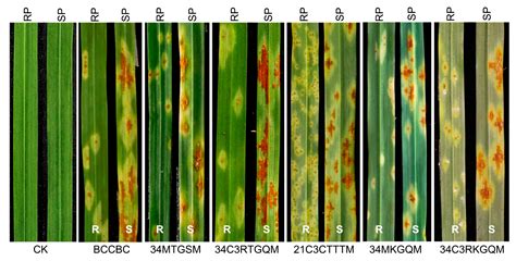 Plants Free Full Text Mapping And Candidate Gene Analysis Of An All Stage Stem Rust