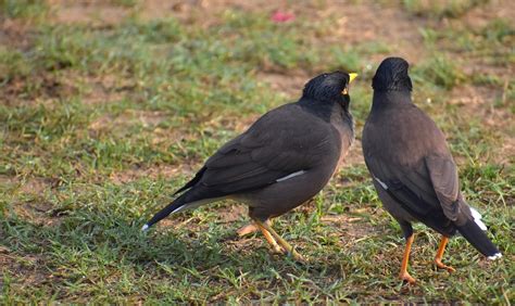 100 Free Mynah And Bird Images Pixabay