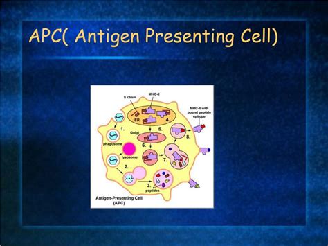 Ppt Immunology Basic Principles Of Adaptive Immunity And Immunizations Powerpoint