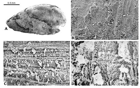 Figure 2 From Phosphate Replicated And Replaced Microstructure Of Molluscan Shells From The