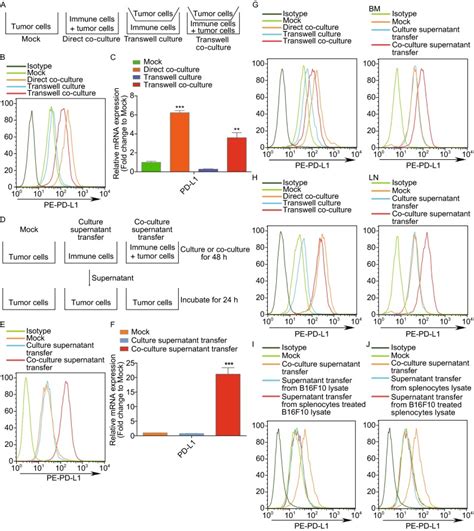 Interferon Related Secretome From Direct Interaction Between Immune Cells And Tumor Cells Is