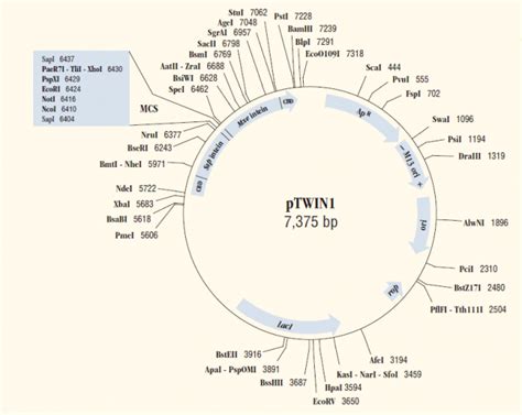 Ptwin1载体信息 Ptwin1质粒图谱 Ptwin1序列 爱科博生物