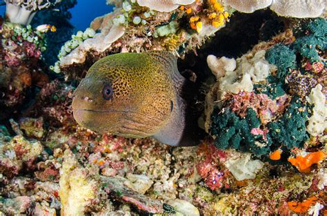 Giant Moray Eel Gymnothorax Javanicus Bild Kaufen
