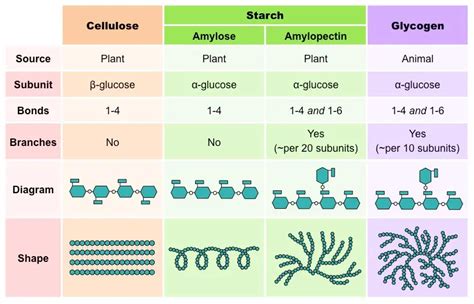 The 3 Polysaccharides Defined Function Benefits And Food Examples
