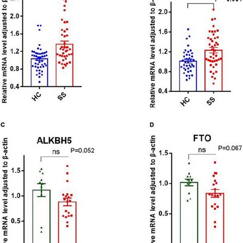 Messenger Rna Mrna Levels Of N6 Methyladenosine M6a Writers In Download Scientific Diagram