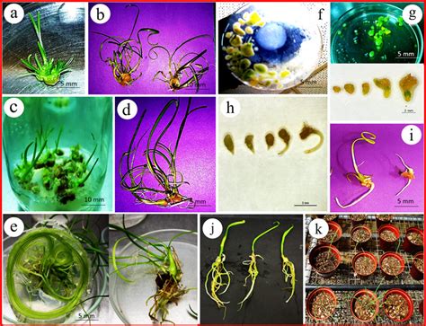 In Vitro Propagation Using Organogenesis And Somatic Embryogenesis Of