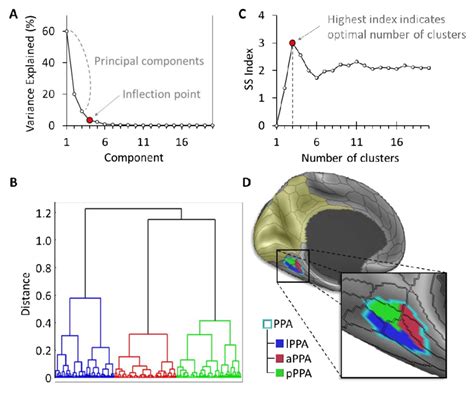 Clustering Analysis Of The Ppa Reveals Multiple Anatomical Subunits