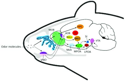 Schematic Representation Of Transmission Of Olfactory Information Via