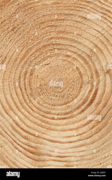 Tree Trunk Structure Tree Ring Trunks Structures Stock Photo Alamy
