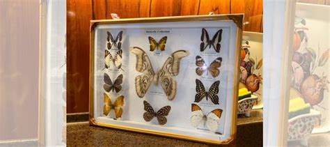 Коллекция Бабочек купить в Москве Хобби и отдых Авито