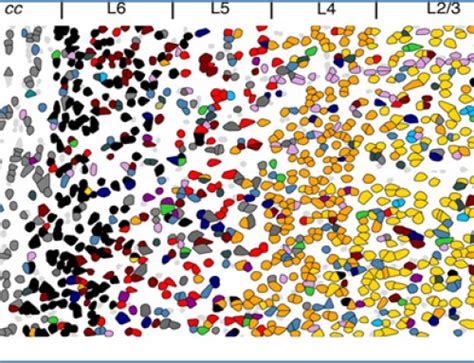 Rna Sequencing In Situ Rna Seq Blog