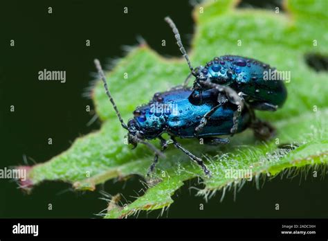Mating Leaf Beetles Blue Leaf Beetles Family Chrysomelidae Mating On A Leaf Stock Photo Alamy
