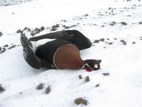 Бракониери убиха червеногуша гъска край Шабла