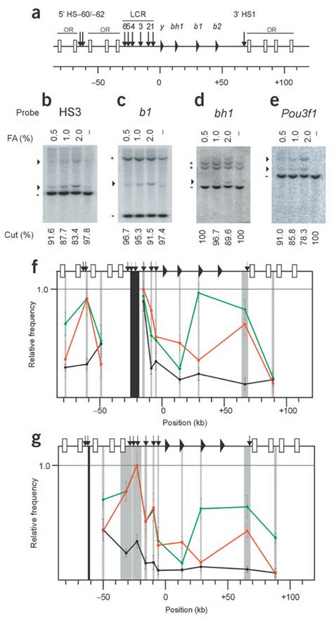 Spatial Organization Of The Mouse Globin Locusa Schematic