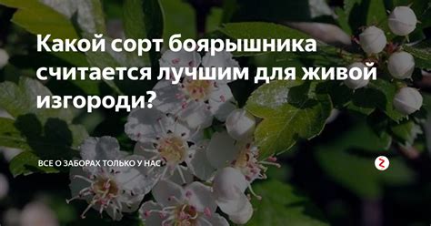 Какой сорт боярышника считается лучшим для живой изгороди? | Все о ...