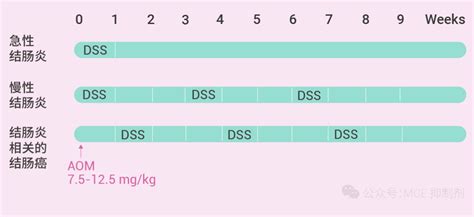 Dss诱导结肠炎造模教学及不同分子量的应用异同点 生物器材网