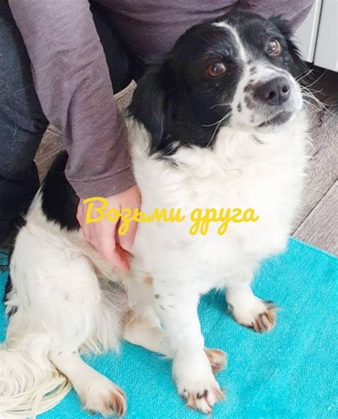 Ищет добрые руки маленькая трогательная девочка Муха двух лет Собачка немного стеснительная и