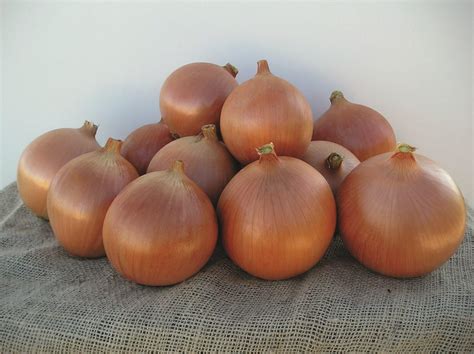 Катинка F1 Bejo Kazachstan