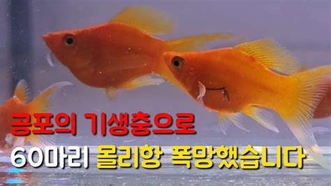 작은 열대어에서 발견된 공포의 기생충 닻벌레 결국 폭망 아쿠아푸름 고정구피 열대어 소드테일 금붕어 난주 오란다 몰리광주수족관 Youtube
