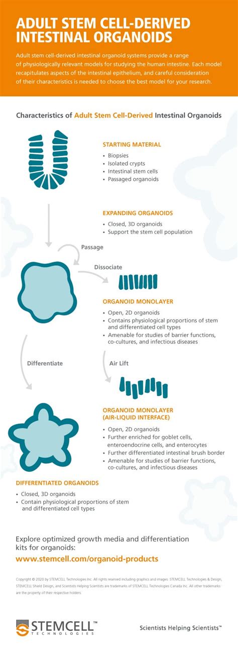 Tissue Derived Intestinal Organoids