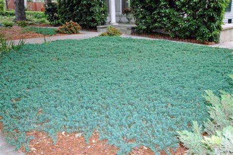 Если не газон, то что? | Ground cover plants, Ground cover, Garden ...