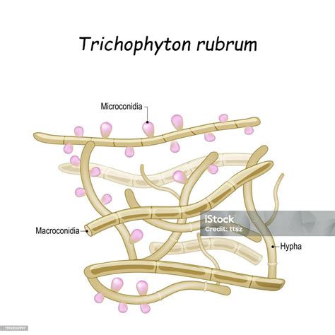 Trikofil Rubrum Closeup Jamur Dengan Hyphae Subur Macroconidia Dan Trikofil Rubrum Closeup Jamur Dengan Hyphae Subur Macroconidia Dan