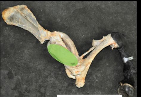 Distal Forelimb Flashcards Quizlet