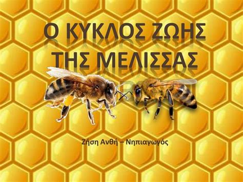 ο κυκλος ζωης της μελισσας