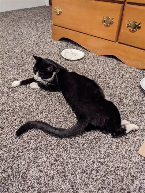 How Catsoftwitter Cute R Butterjack