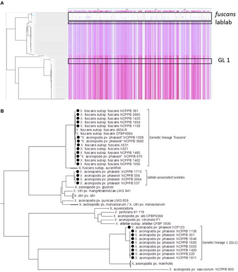 genome wide identification of single nucleotide variations panel a