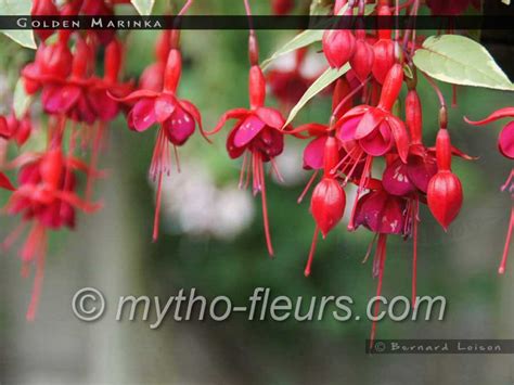 Golden Marinka - FuchsiaFinder