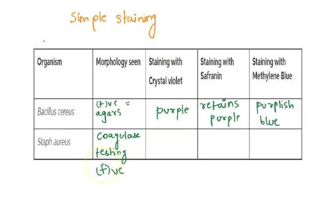Solved Simple Stain Organism Morphology Seen Staining With Crystal