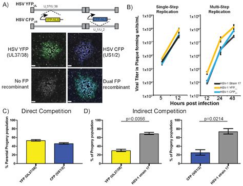 Viruses Free Full Text A New Approach To Assessing Hsv 1 Recombination During Intercellular