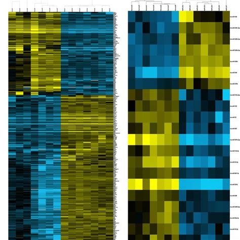 Hierarchical Cluster Of Representative Mrna And Mirna Expression Across