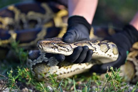 python hunting in florida the ultimate guide field and stre
