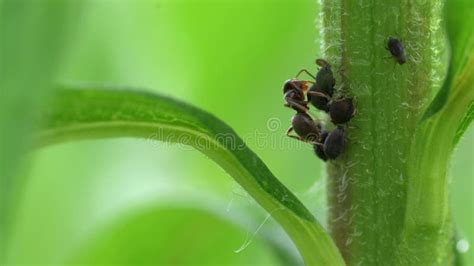 Ants Taking Care Of Aphids High Magnification Macro Shot Aphids On A