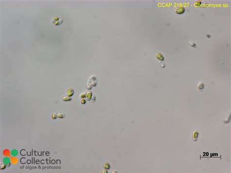 Coccomyxa Sp
