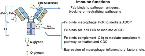 Figure 2 From Roles Of Core Fucosylation Modification In Immune System