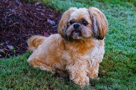 9 Best Bully Sticks For Shih Tzus