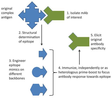 Structure Based Vaccine Design Creative Biolabs