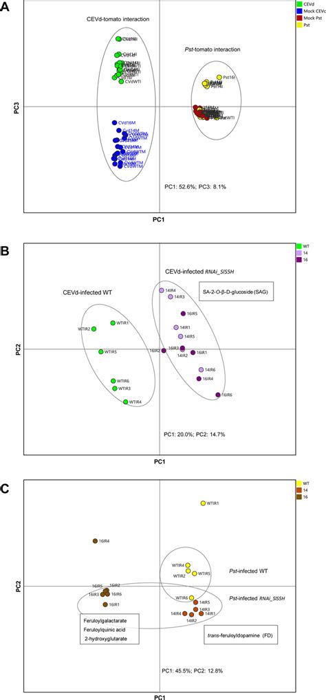 Pca Score Plots Based On Whole Range Of On The Whole Array Of The Mass Download Scientific