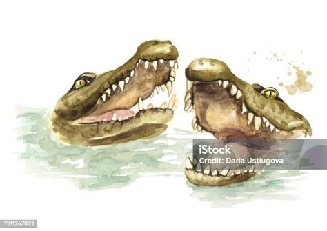 물 악어 또는 열린 입을 가진 악어에서 두 야생 공격자 흰색 배경에 격리 된 수채화 손으로 그린 그림 크로커다일에 대한 스톡 벡터 아트 및 기타 이미지 Istock