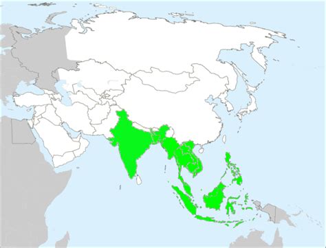 Meet The Reticulated Python Worlds Longest Snake