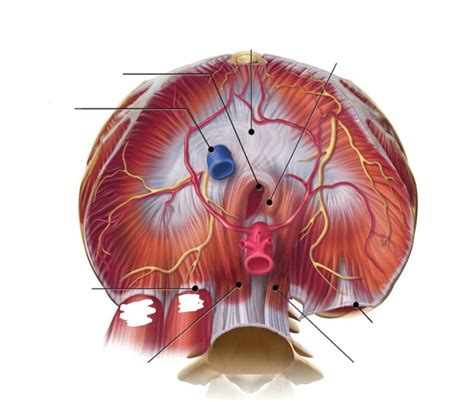 CSF 511 A P1 Week 8 Diaphragm Inferior View Image Diagram Quizlet