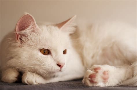 Berapa Harga Kucing Anggora Bisa Jutaan Rupiah Loh Blog Ruparupa