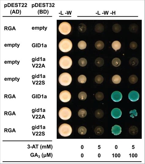 A Functional Small Ubiquitin Like Modifier Sumo Interacting Motif Sim In The Gibberellin