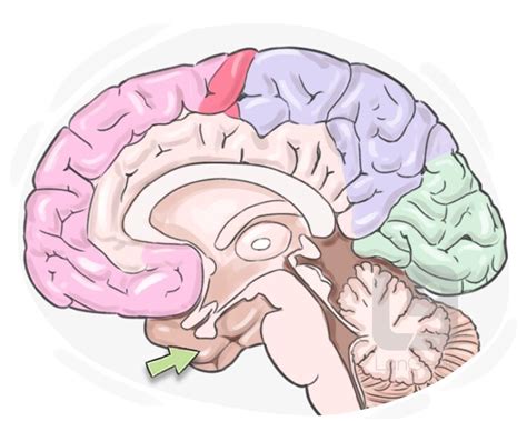 Definition And Meaning Of Temporal Lobe Langeek