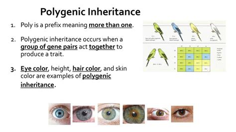 Genetics Since Mendel Page 2 Ppt Download
