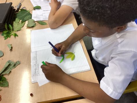 Classifying Leaves With Year 6 Year 6