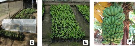 Table 4 From Micropropagation Of Banana Varieties Musa Spp Using Shoot Tip Culture